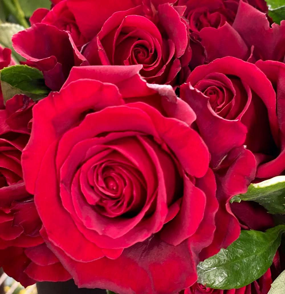 Rose Presentation Bouquet | Anchorage (AK) Rose Delivery | Bagoy's Florist