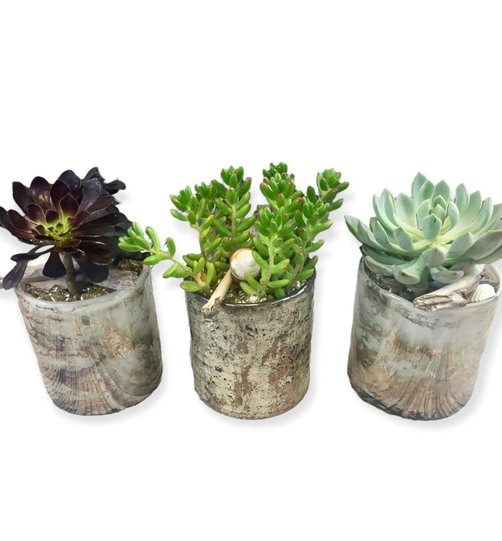 Succulent Trio | Plants | Bagoy's Florist & Home | Anchorage Alaska